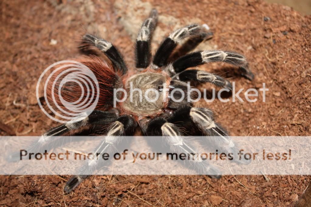 more spiderlings Nhandu chromatus white stripe bird eaters | Reptile Forums