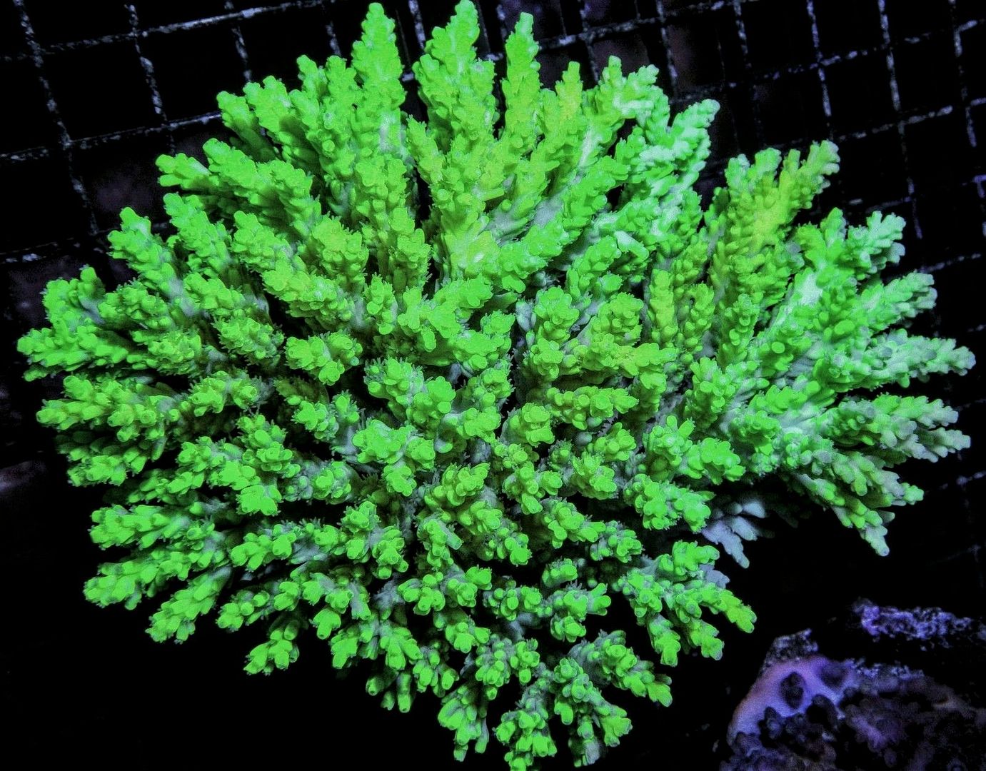 Gorgeous Acropora Full Colonies | Reef2Reef