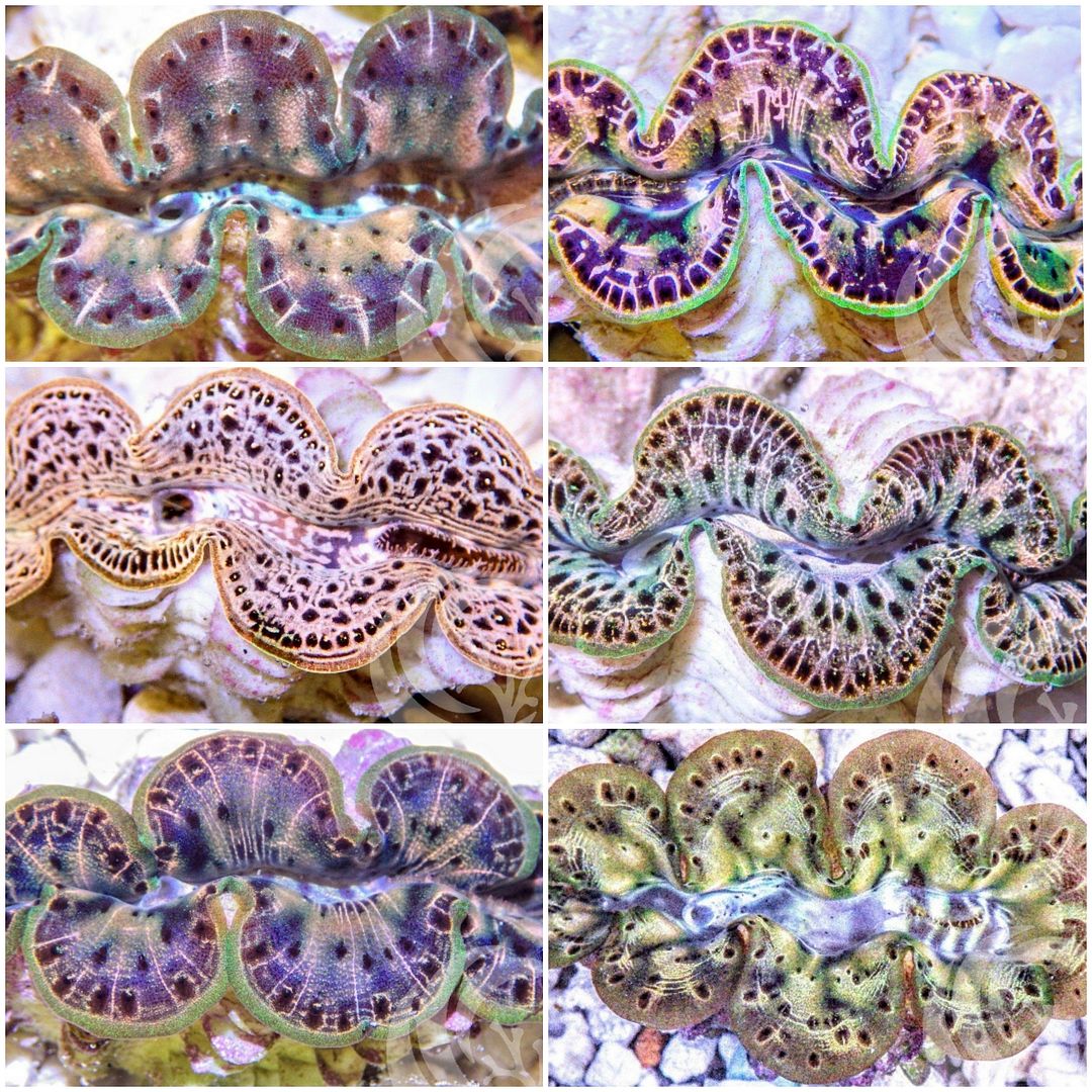 Gold Cultured Maxima Clams | Reef2Reef