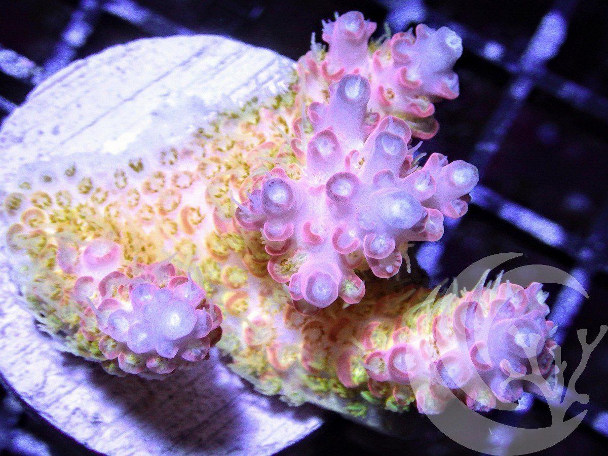 Rainbow Acros & Acans | REEF2REEF Saltwater and Reef Aquarium Forum