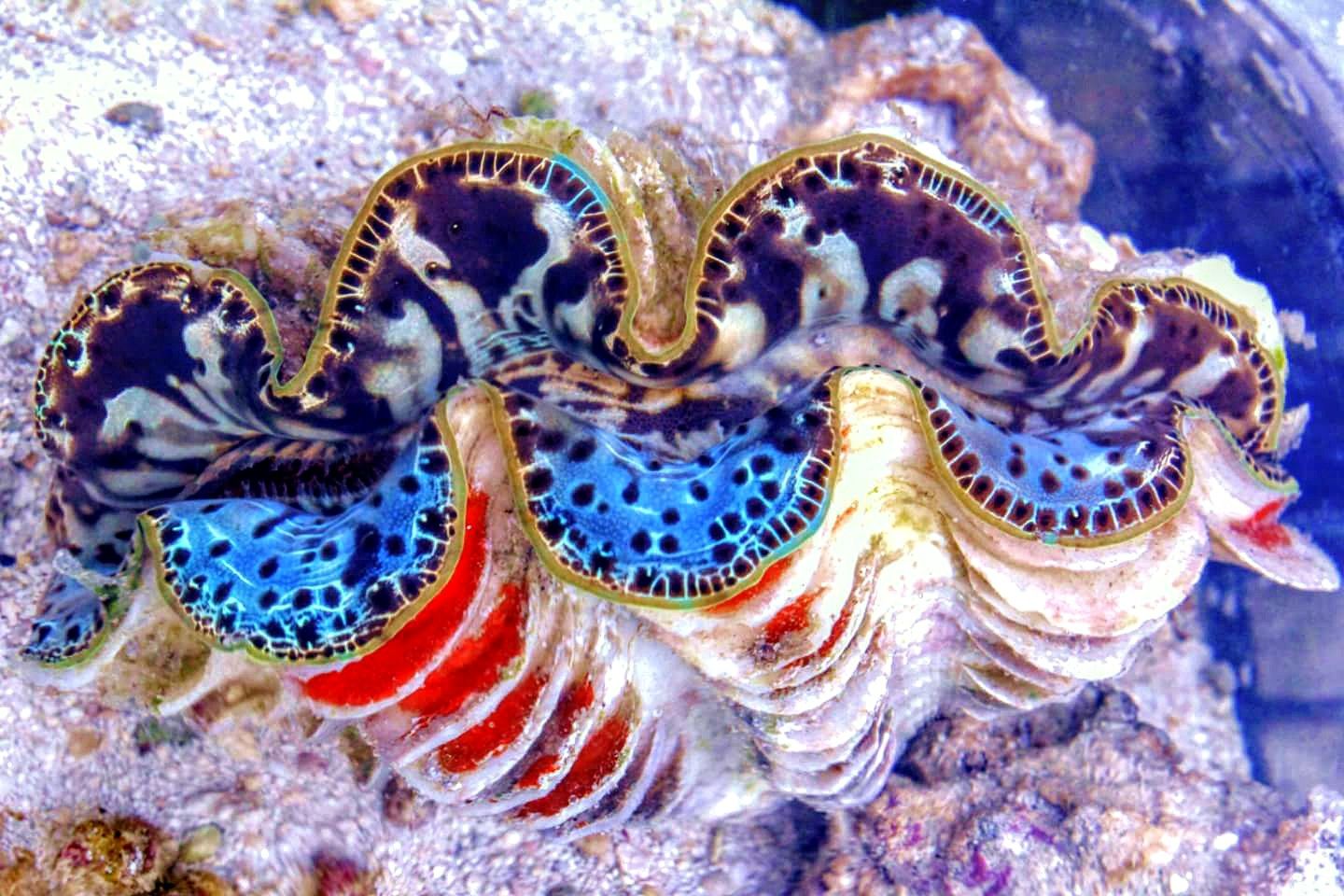 Freaky Clams | Reef2Reef