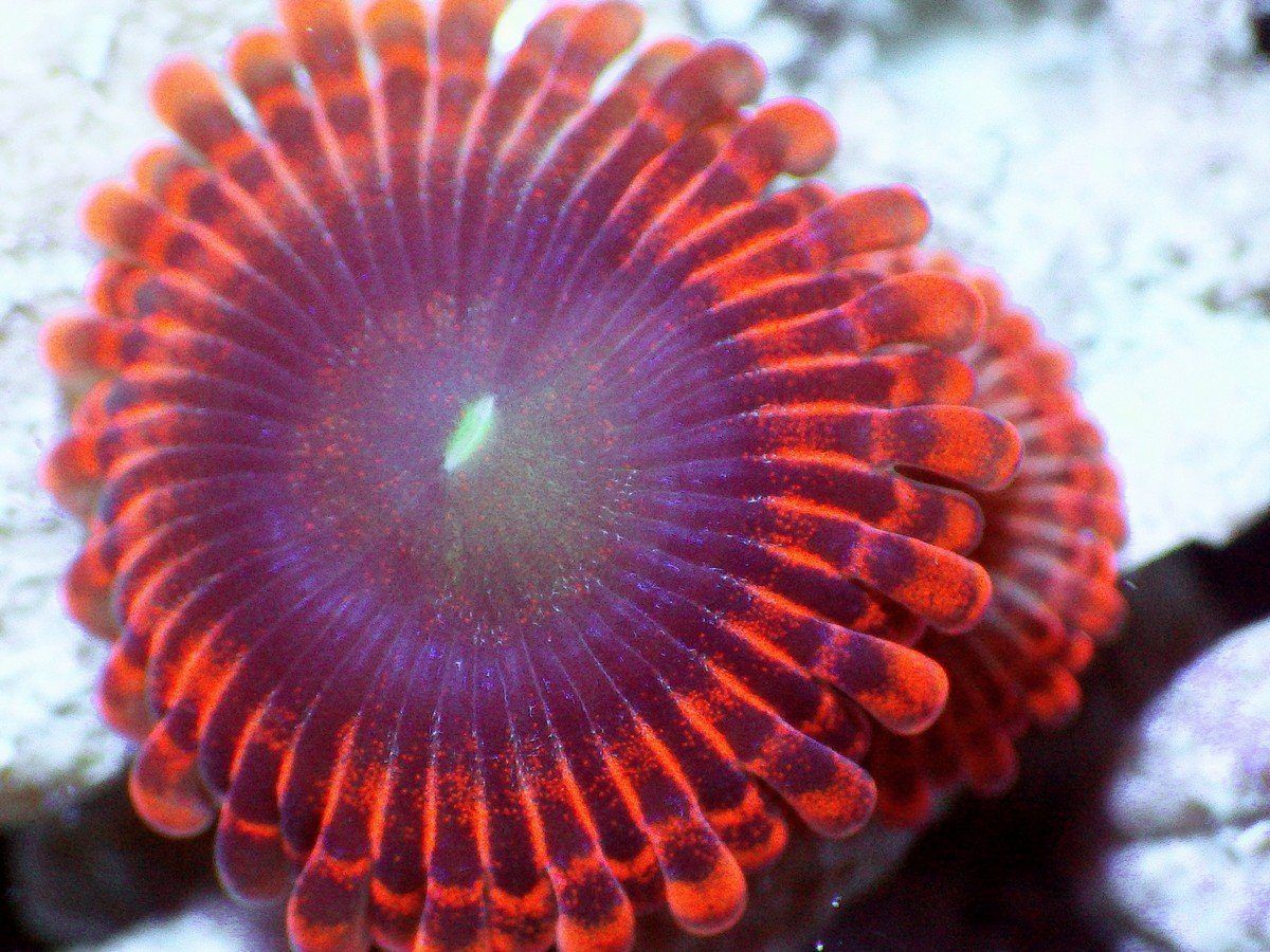 Zoanthid Variety | Reef2Reef