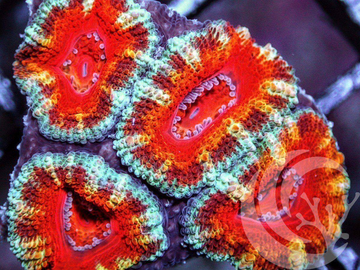 Heads Up Reefing Friends--Awesome Acans!! | REEF2REEF Saltwater and ...