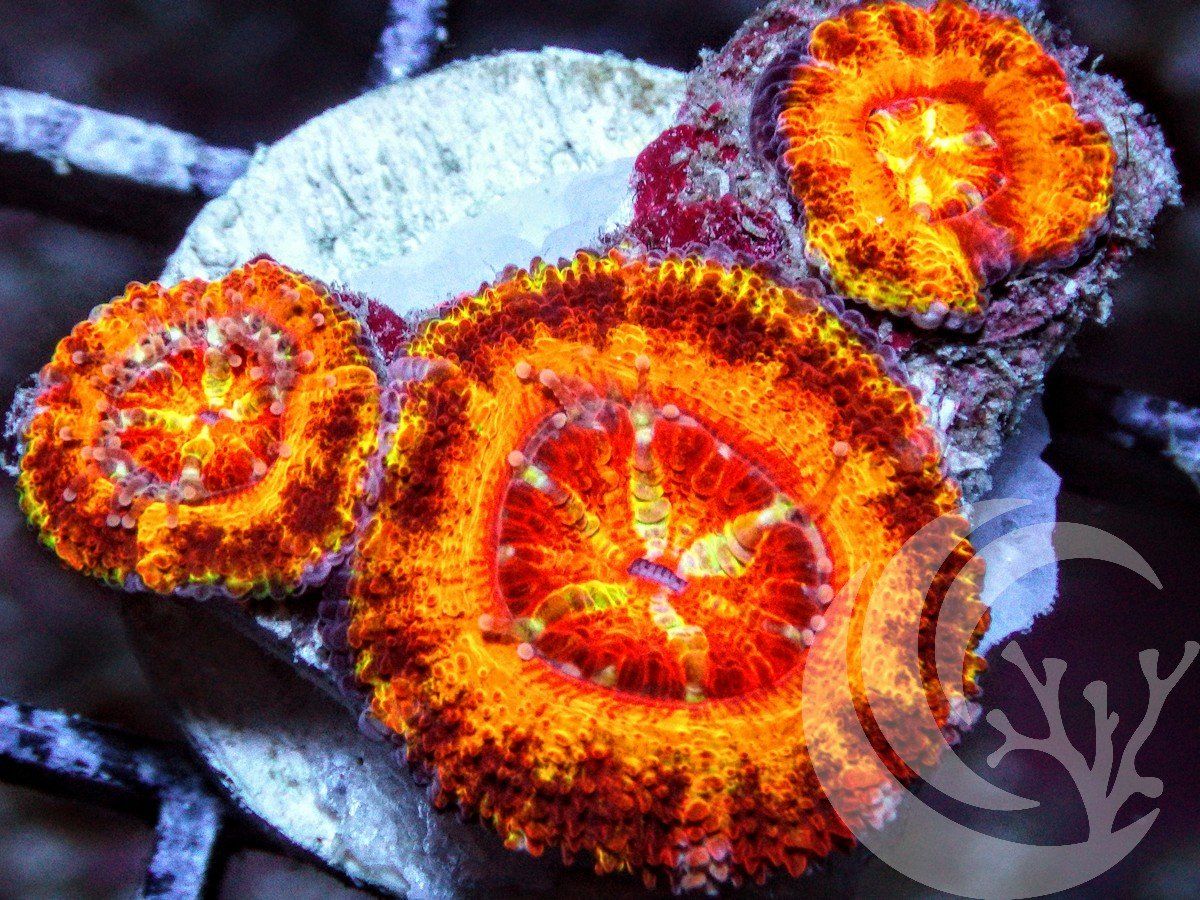 Heads Up Reefing Friends--Awesome Acans!! | REEF2REEF Saltwater and ...