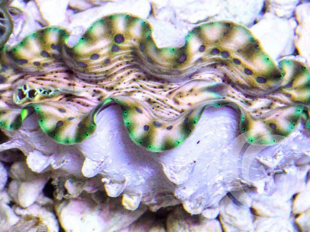 Freaky Clams | Reef2Reef