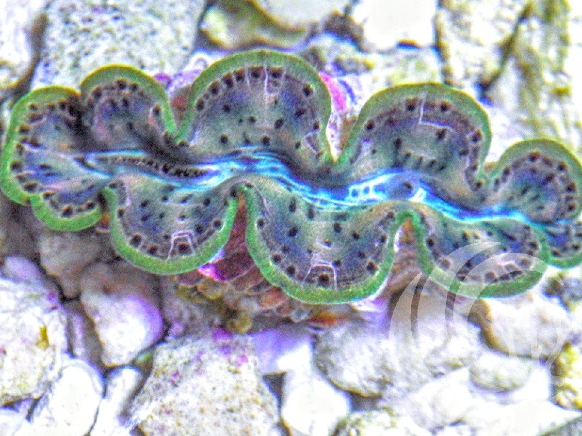 Maxima Clams | Reef2Reef