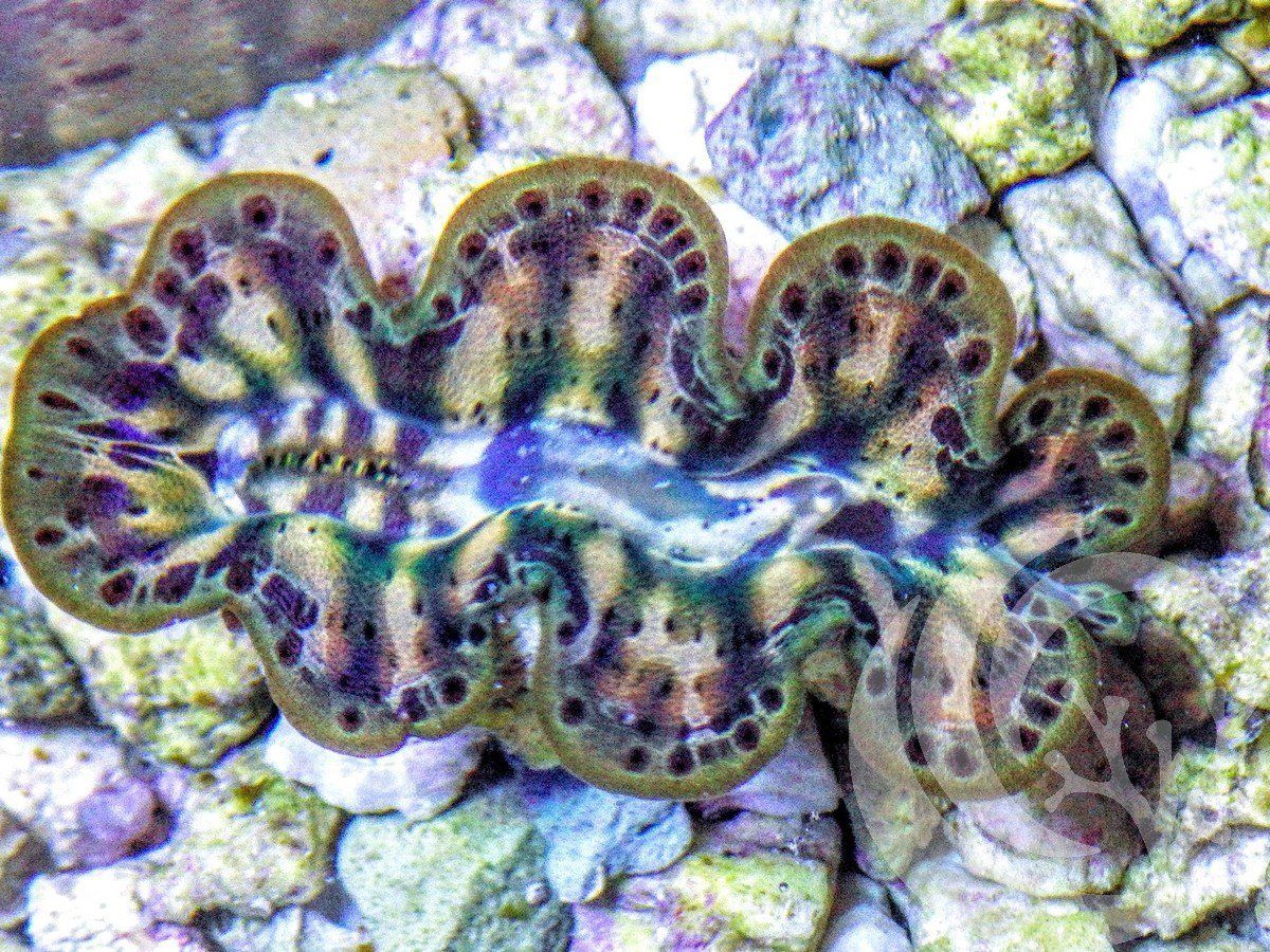 Maxima Clams | Reef2Reef