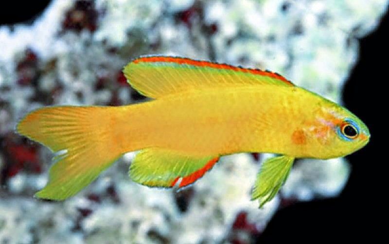 Updated Captive-bred Tank-raised Fish List with Videos | REEF2REEF ...