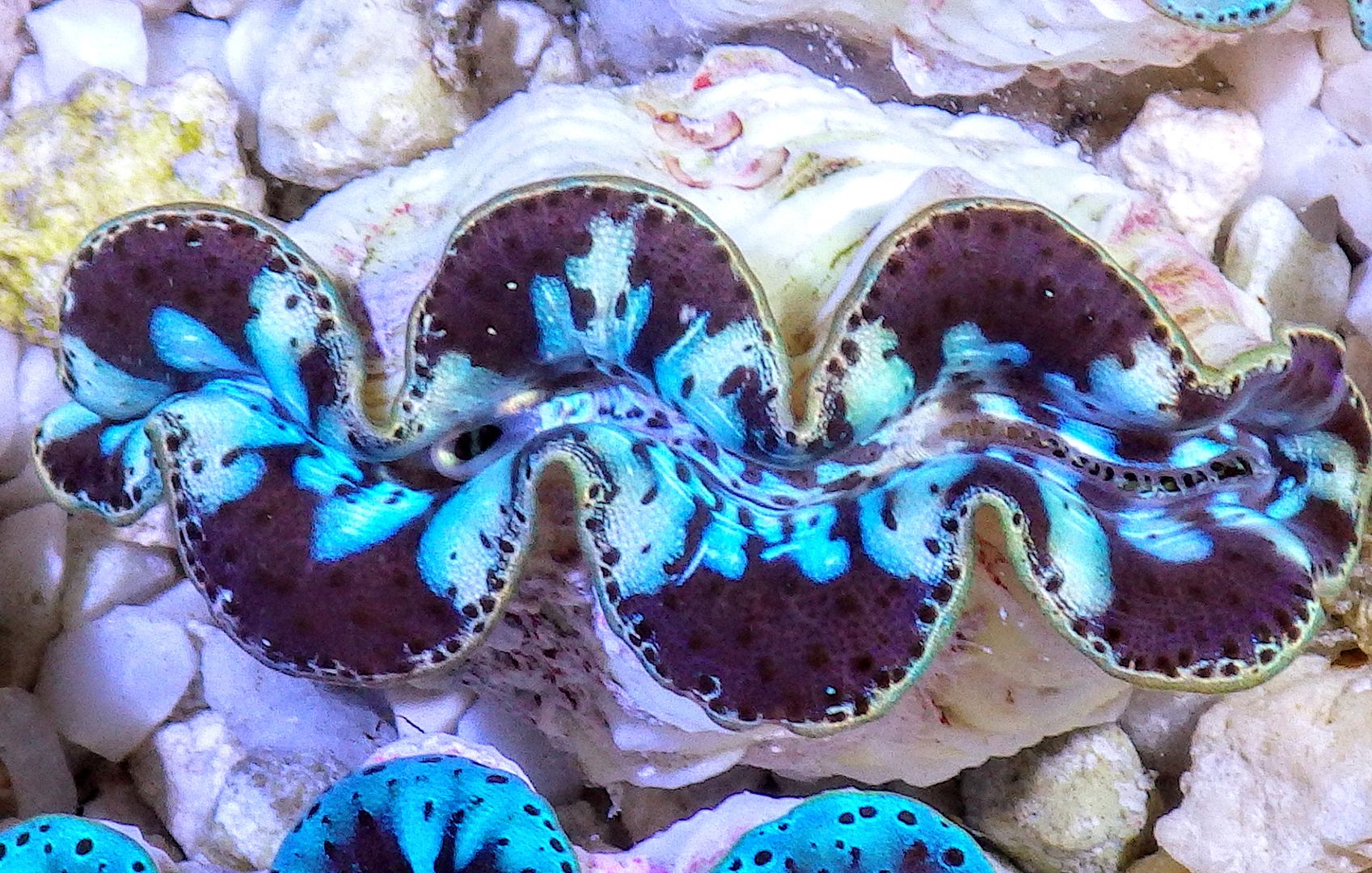 The Best Cultured Maxima Clams are Here | Reef2Reef