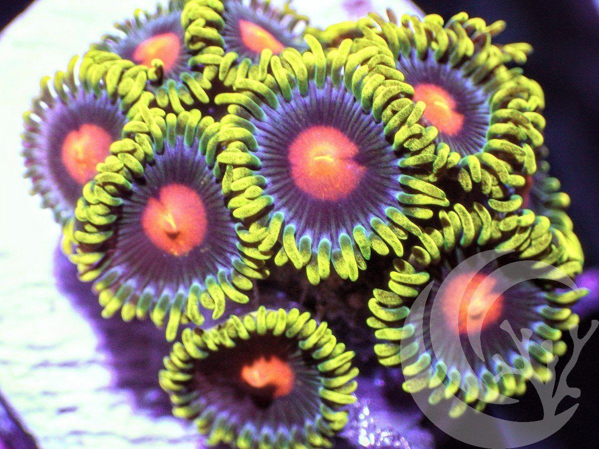 Zoanthid Variety | Reef2Reef