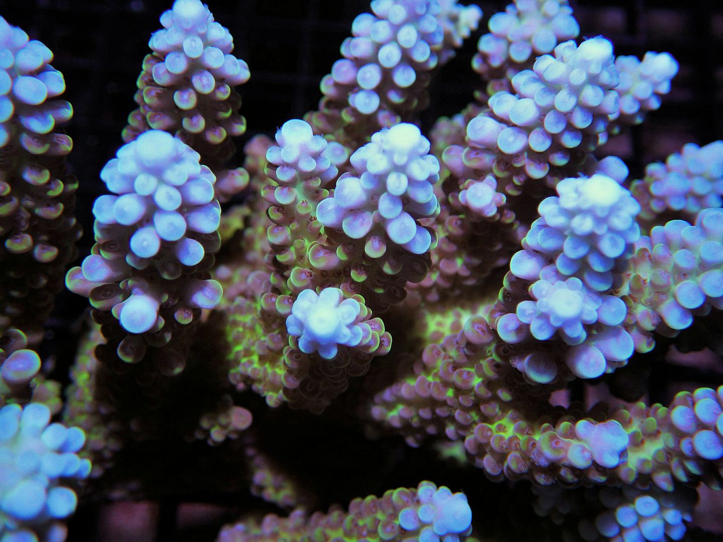 Gorgeous Acropora Full Colonies | Reef2Reef