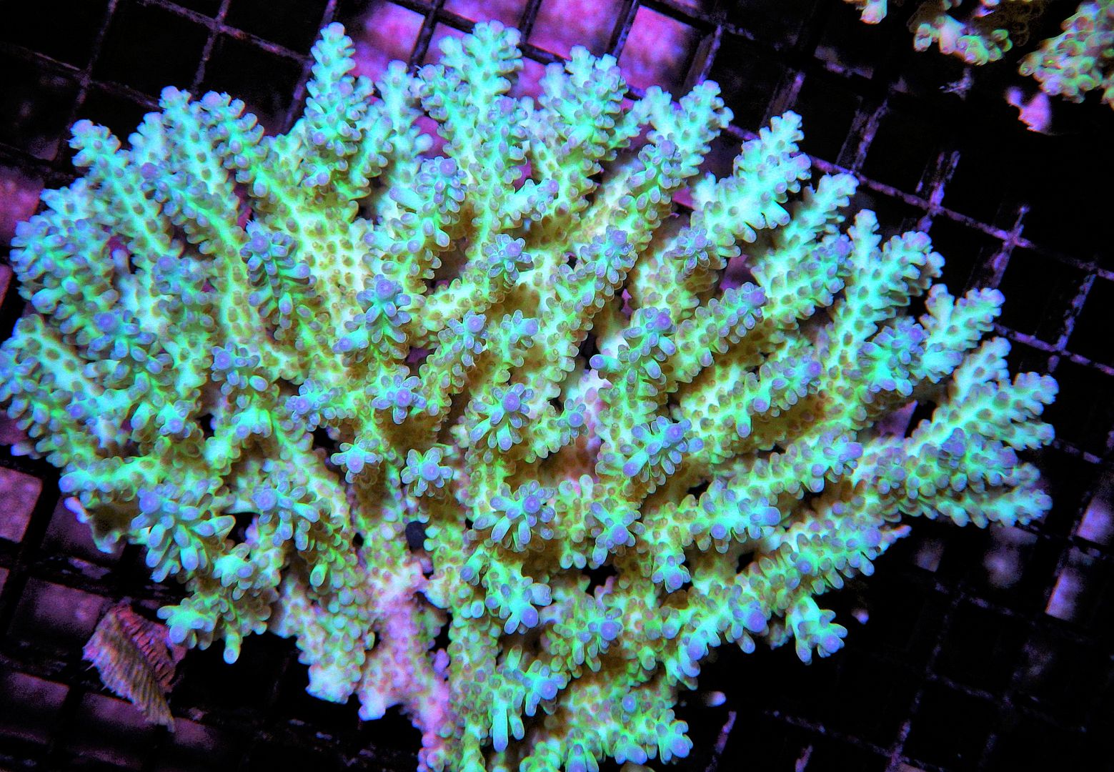 Gorgeous Acropora Full Colonies | Reef2Reef