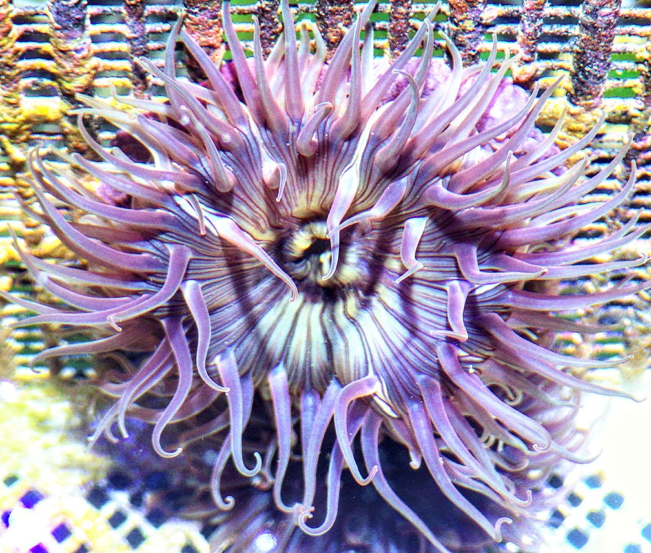 Beautiful Anemones | Reef2Reef