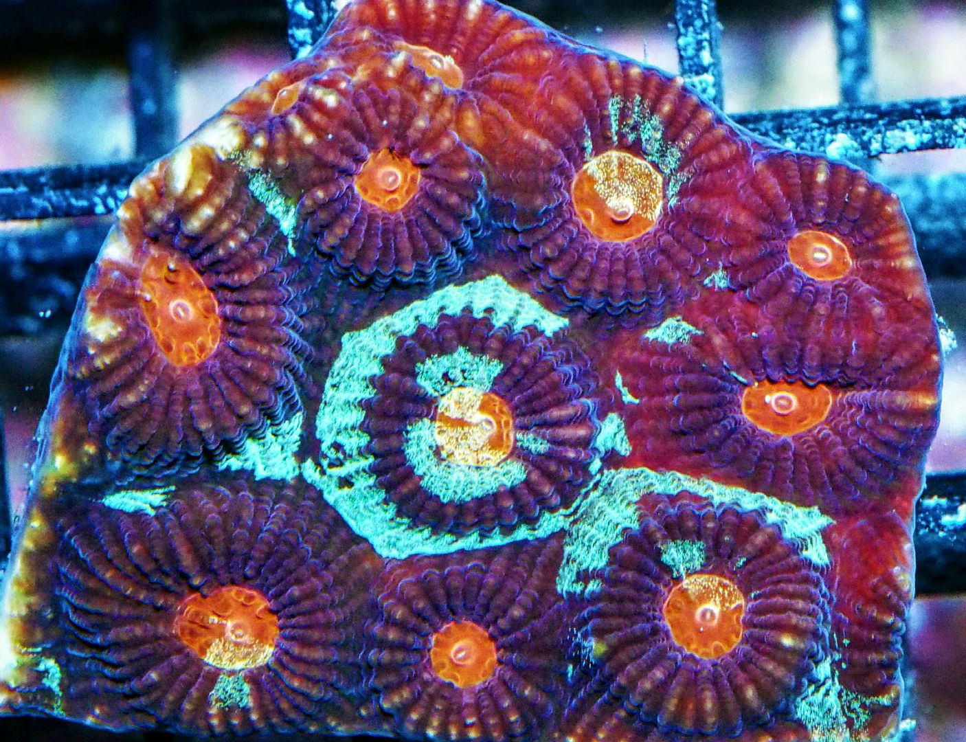 Stunning Favia/Favites Frags Available | Reef2Reef