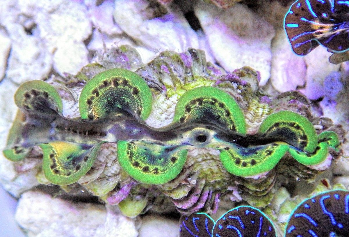 Beautiful Cultured Maxima Clams | Reef2Reef