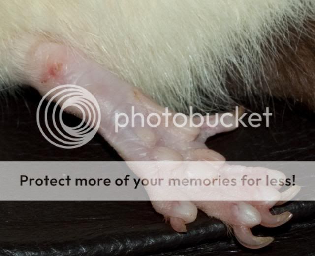 Bumblefoot? | Rat Forum