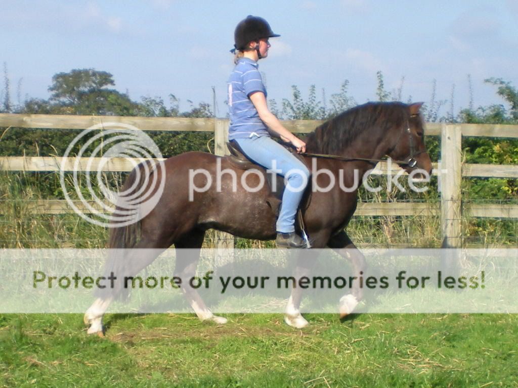 Welsh Section C **new pics** | Horse Gossip