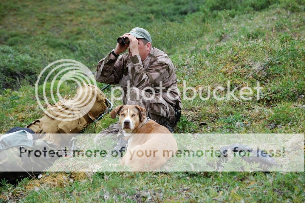 Catahoula Leopard Cur