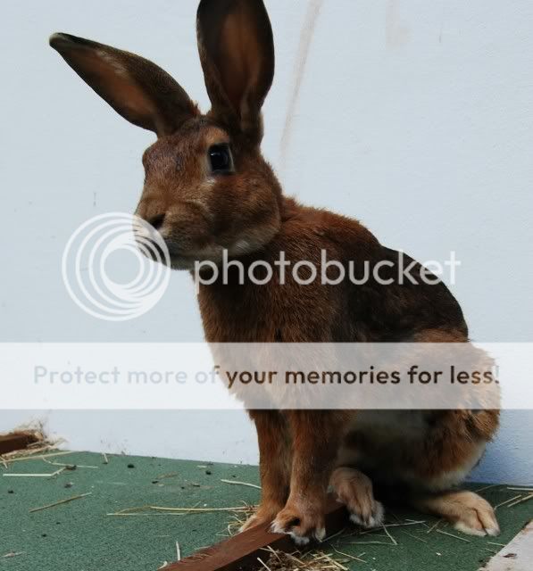 Belgian Hare Rabbit