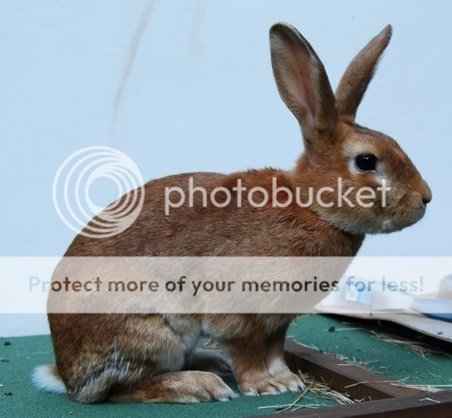 Available Rescue: - Tintin and Hergé (Belgian Hare x) | Rabbits United